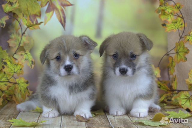 Вельш коржики рыжий окрас