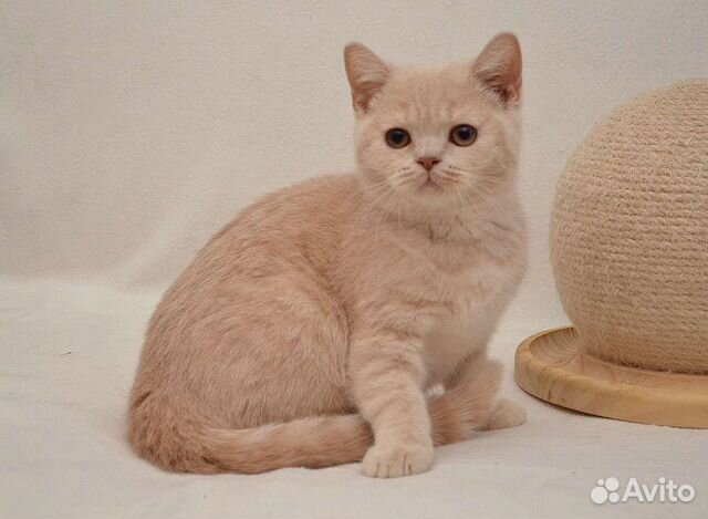 Британский кремовый котик