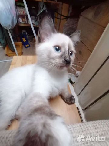 Невская маскарадная котенок