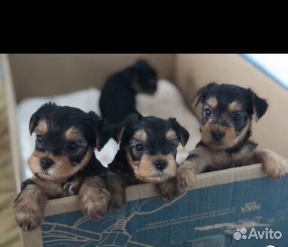 Йоркширский терьер