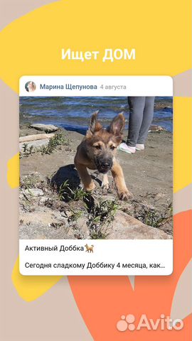 Щенок в добрые руки