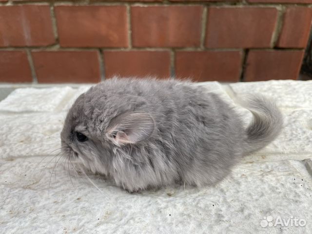 Шиншилла самец кпа Фио нС Рекс/нРекс