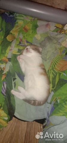 Шотландская вислоухая кошка