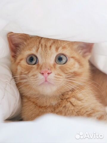 Рыжее солнышко, мальчик