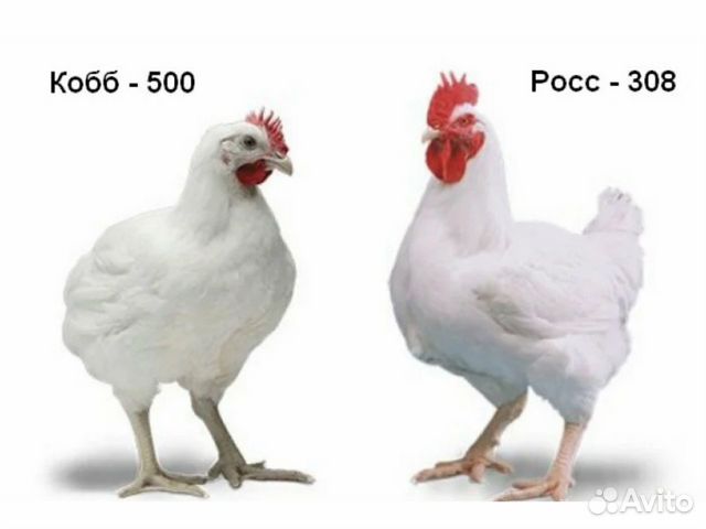 Инкубационное яйцо бройлера