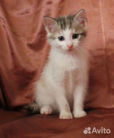 Котенок Маруся