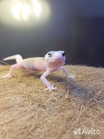 Геккон эублефар