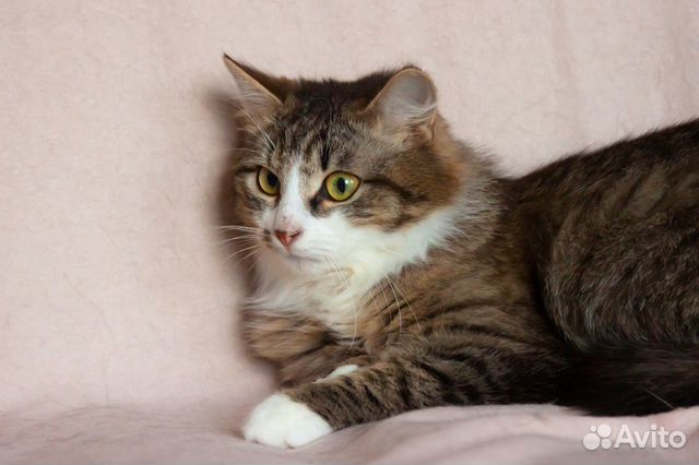 Котик Нафаня, 10 месяцев