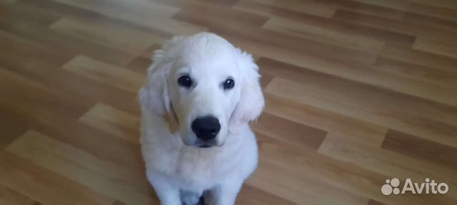 Золотистый ретривер