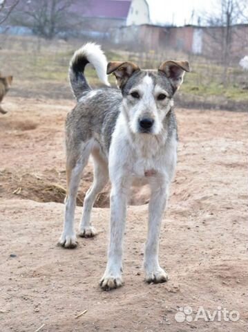 Собака девочка, Эльза ищет дом