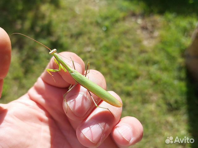 Богомол. Уничтожитель насекомых