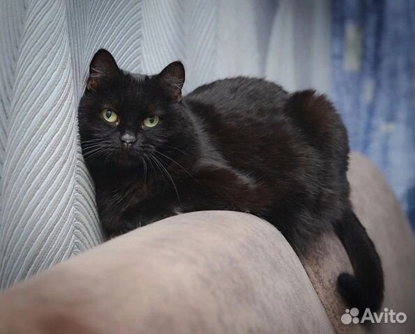 Мурочка-кошечка округлой наружности в поисках дома