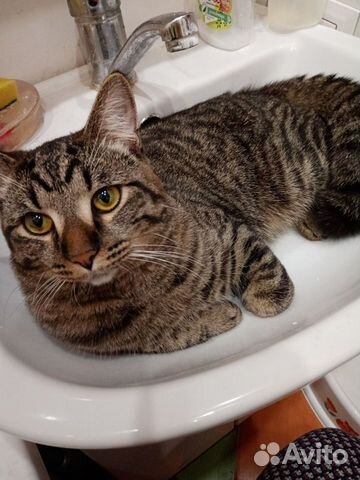 Кошки бесплатно