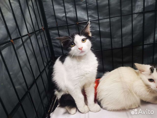 Котята Чук и Гек 4 месяца