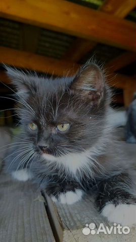 Кошка в дар бесплатно