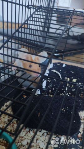 Сатиновая мышь с клеткой