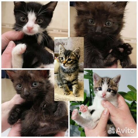 Кошки