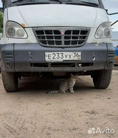 Кот в самые добрые руки