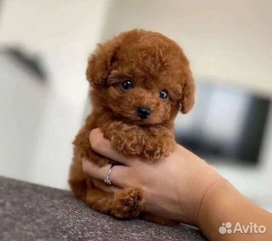 Микро мальтипу мальчик