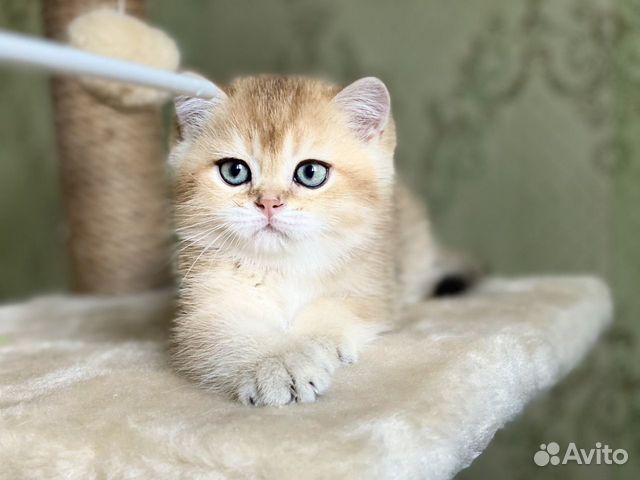 Милашка золотой британский котик