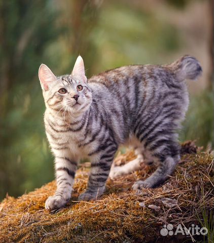 Котик -подросток Плутон короткошерстный