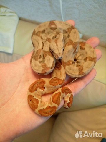Змея