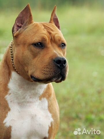 Американский стаффордширский терьер (Щенок)