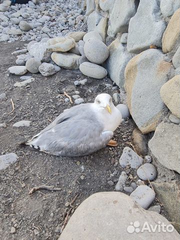 Чайка птица