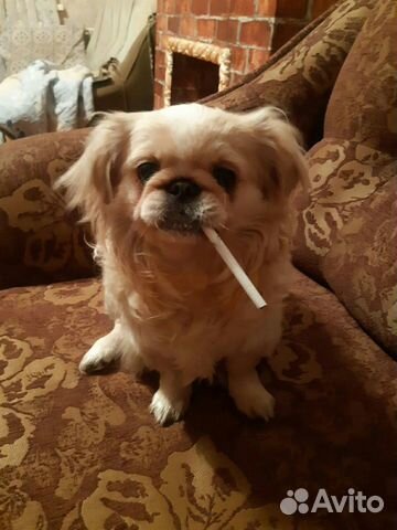 Белый пекинес ищет мальчика для вязки