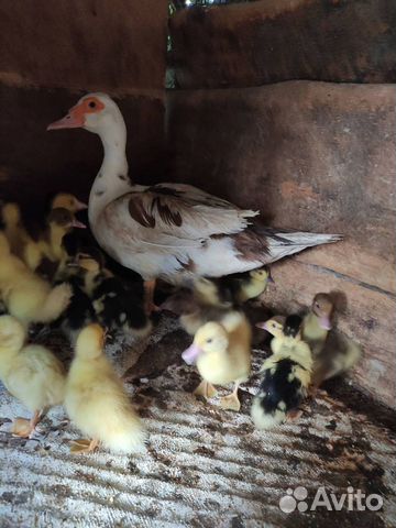 Индоутята подрощенные