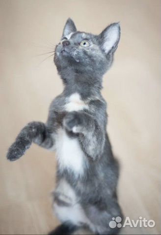 Котенок дев 3 мес