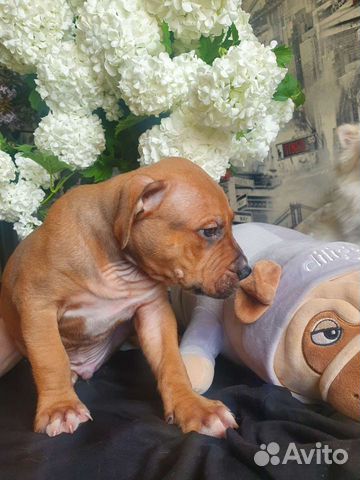 Щенки Прайтера