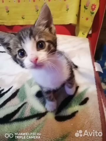 Котенок Базилио в добрые руки