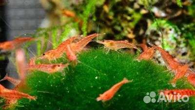 Креветки вишенки