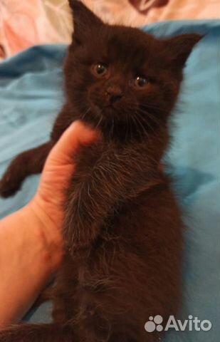 Котенок-медвежонок