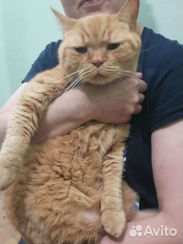 Брутальный котик ищет дом
