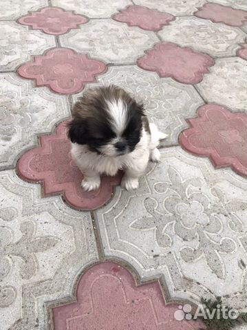 Щенки пекинеса