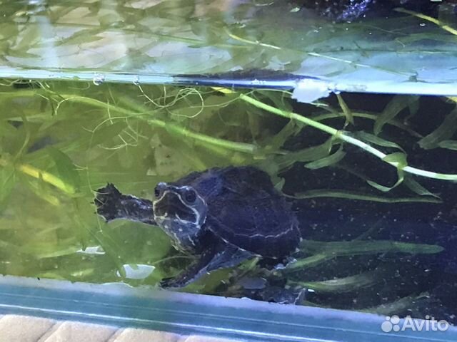 Обыкновенная мускусная черепаха