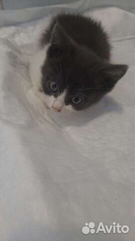 Кошка в дар бесплатно