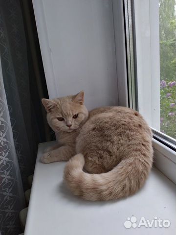 Британский котенок