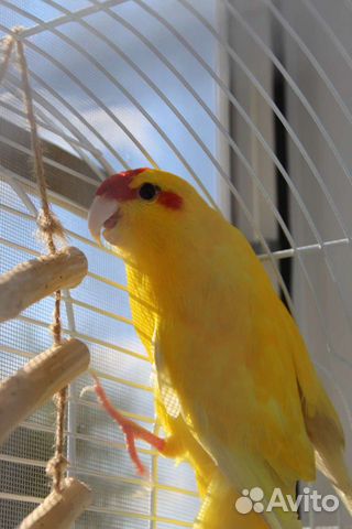 Попугай какарик