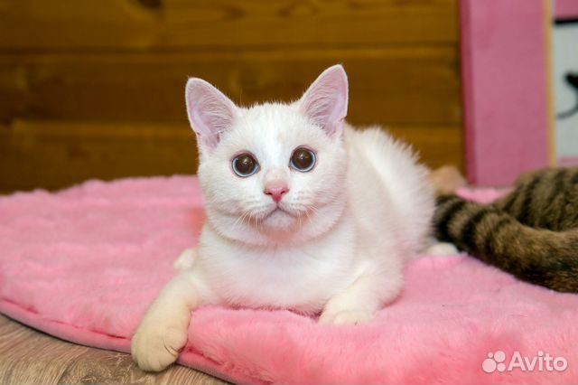 Голубоглазый котенок Владик 4 мес. Привит.Привезем