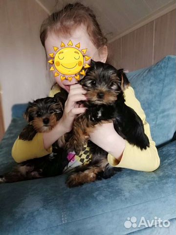 Йоркширский терьер щенки