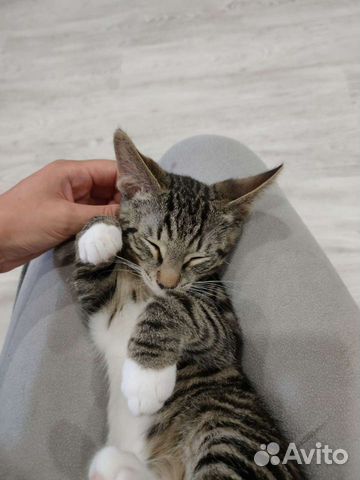 Котята мальчики 3 месяца
