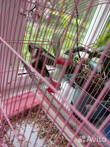 Щегол певчий