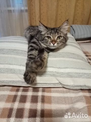 Кошечка-рысь