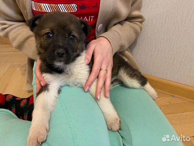 Чудо пёсики вдар