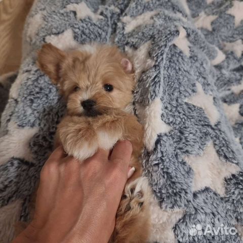 Мальтпу экстра