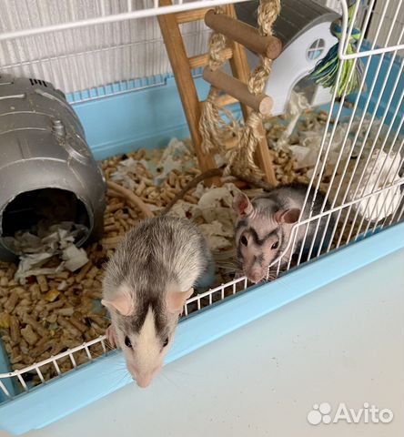 Крысы декоративные Хаски и Сфинкс