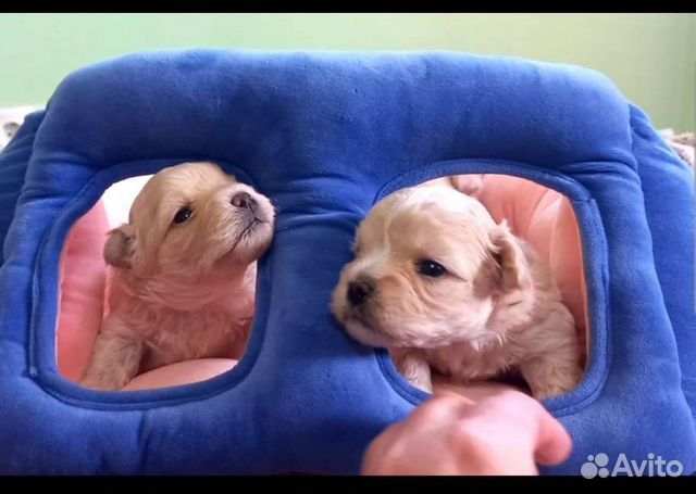 Щенки мальтипу f1